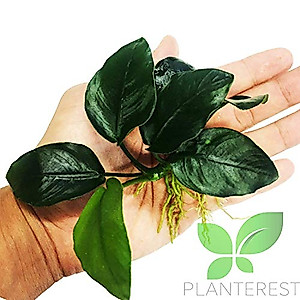 Planterest - Anubias Nana Thick Leaf Rhizome Easy Live Aquarium Plant Decorations BUY2GET1FREE