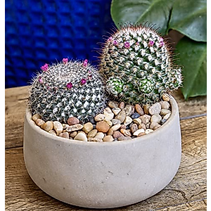 Altman Plants, Assorted Cactus Plants Live Plants (3PK), Cactus Plant Live Succulents Plants Live Cactus Decor, Indoor Plants Live House Plants in Cactus Soil, Live Cacti Plants Live Succulent Plants