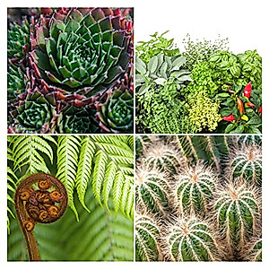 Coco Peat Perlite Potting Mix (2 Quarts), Loose Coconut Coir and Perlite