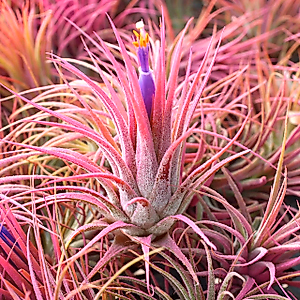 Small Air Plants - Colored Ionantha Rubra -Ionantha Guatemala Tillandsia Air Plant, Guatemala Tillandsia Live Airplant (Pink)