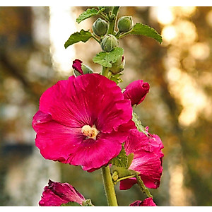 300+ Hollyhock Seeds for Planting