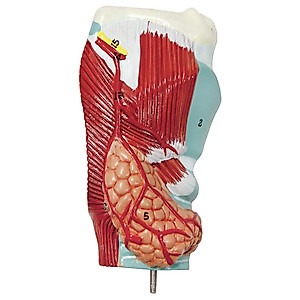 Axis Scientific Human Lung and Respiratory System Model | 3/4 Life Size Model has 7 Removable Parts | Includes 2 Part Heart and Detachable Larynx | Includes Product Manual