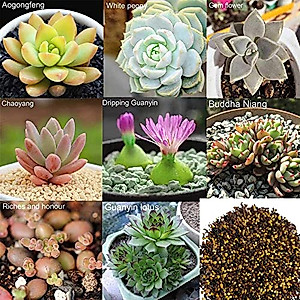 KOqwez33 Seeds Plant for Garden Decoration,300Pcs Mixed Succulent Plant Seeds Ornamental Potted Bonsai Garden Balcony Decor - Mix Succulent Seeds