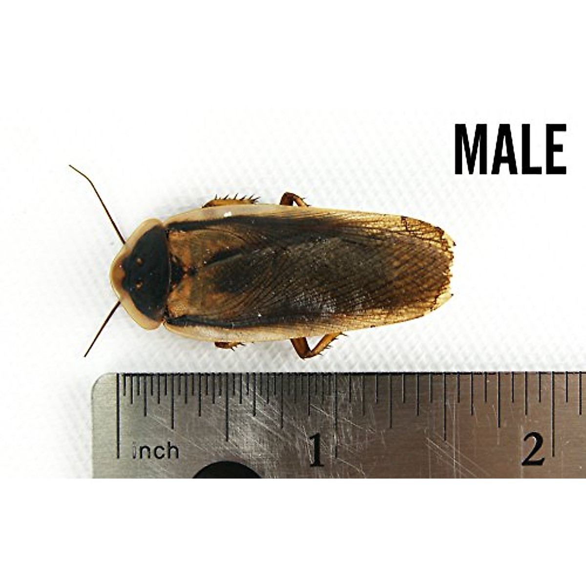 Josh's Frogs Adult Male Dubia Roach (10 Count)