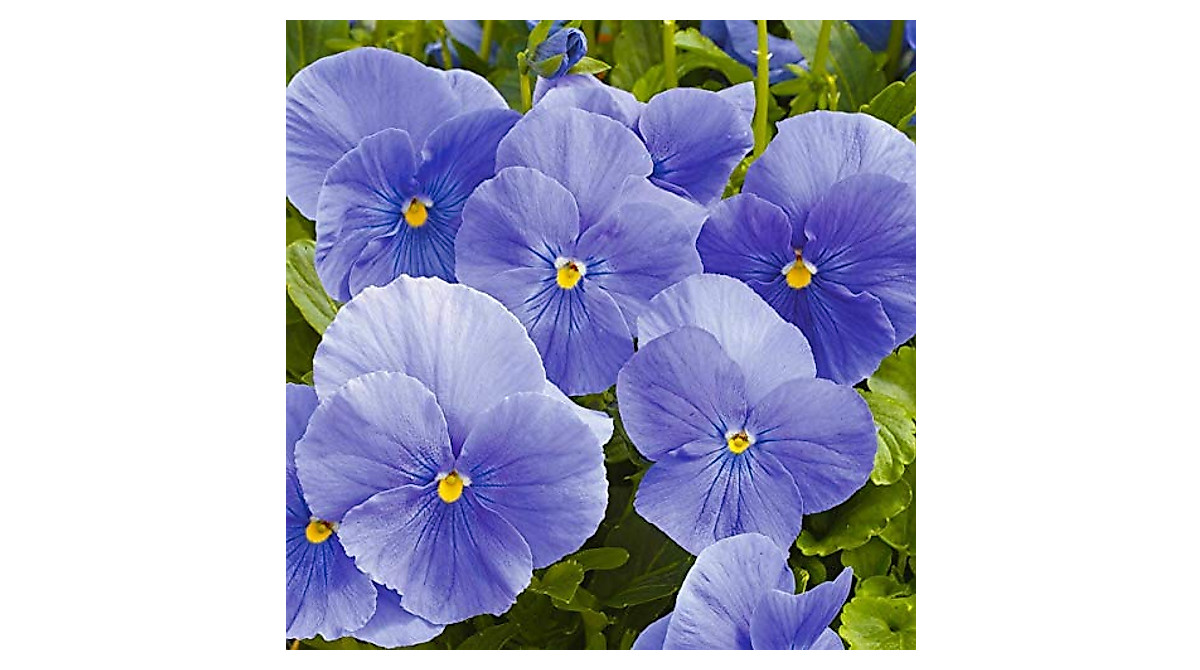Buy 100+ Viola Pansy Seeds for Beautiful Blue Flowers | Garden Excellence