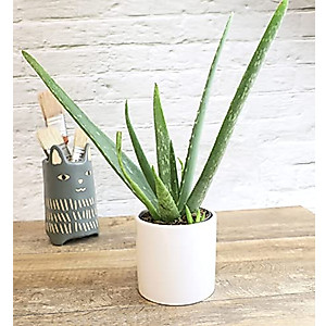 Aloe Vera Plant Live Succulent Plants, Live Aloe Vera Plant Succulents, Live Aloe Plant in Aloe Plant Pot, Aloe Plants Live Indoor Plants, Live Aloe Vera Plant Indoor House Plants by Plants for Pets