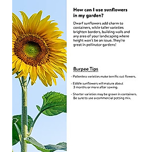 Burpee Mammoth Russian Sunflower Seeds 200 seeds