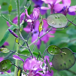 CEMEHA SEEDS - Seeds Wavyleaf Sea Lavender Statice Limonium Mix Annual Flowers for Planting