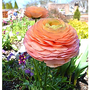 Easy to Grow Ranunculus Tecolote 'Salmon' Plant Bulbs (10 Pack) - Beautiful Pink, Orange & Yellow Flowering Blooms in Temperate Spring Gardens