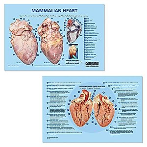 Carolina Heart Dissection Mat