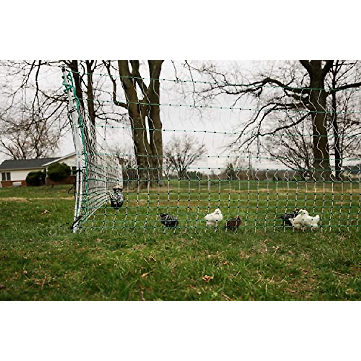 RentACoop Poultry Netting Electric Fence - Electric Poultry Enclosure for Chickens, Ducks, Turkeys - Suitable for 4 Week Old Chickens/Older and Adult Poultry - Energizer Not Included - 168' L x 48" H