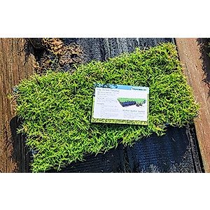 Tahoma 31 | Bermuda Grass Plugs - 100 Large Plugs, Fast Growing, Low Maintenance, Green