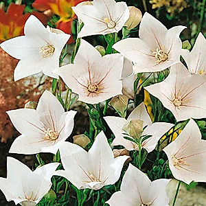Outsidepride Balloon Flower White Platycodon Grandiflorus Garden Plant Seed - 1000 Seeds