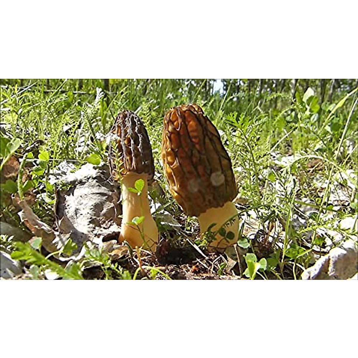 100pcs Seeds Morel Black Mushroom Mycelium Spawn Grow Bonsai Dried Spores for Planting Non GMO