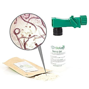 BioLogic Scanmask Beneficial Nematodes, Steinernema feltiae Sf Nematodes for Natural Insect Pest Control (25 Million with Applicator)