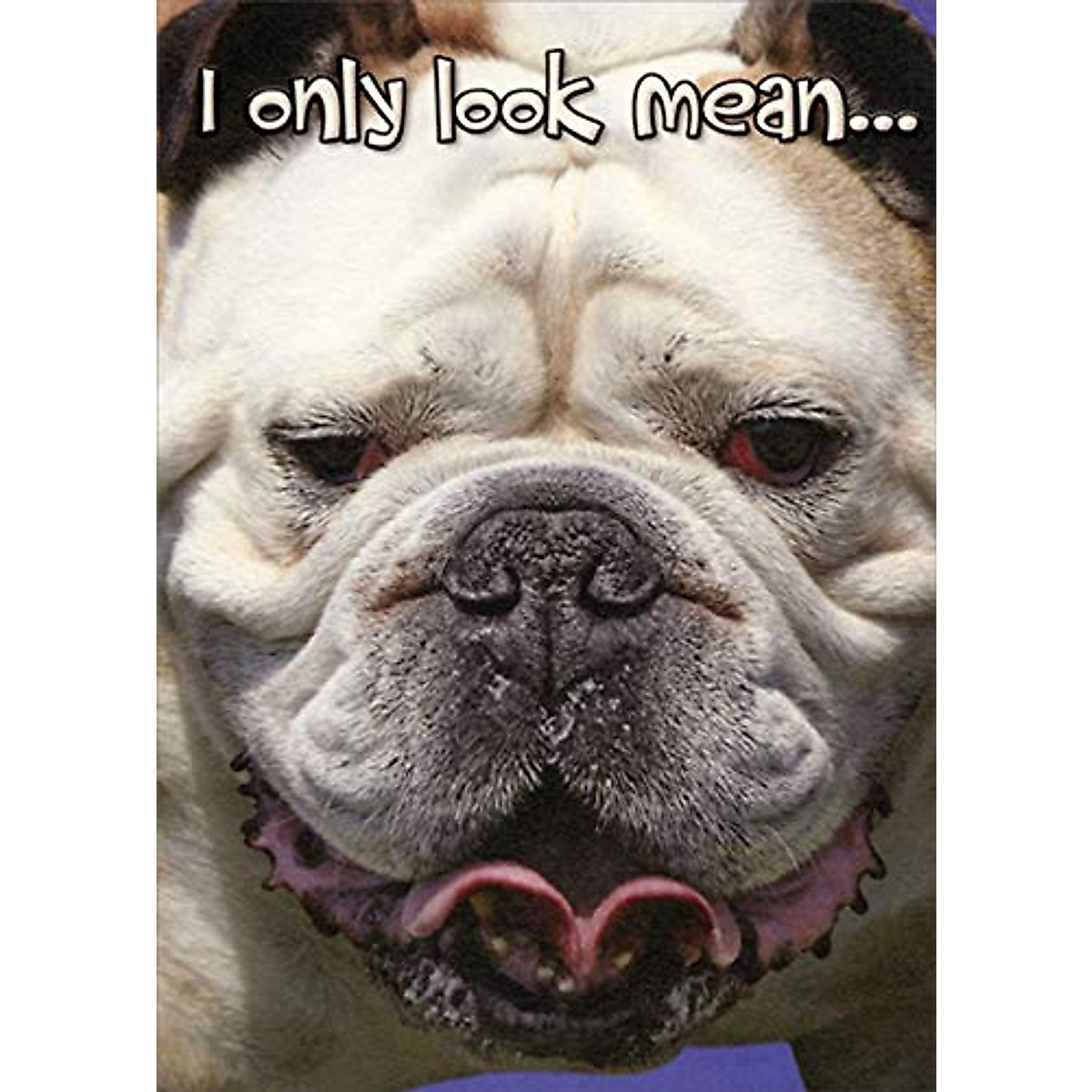 Designer Greetings Only Look Mean Bulldog Funny : Humorous Dog Birthday Card
