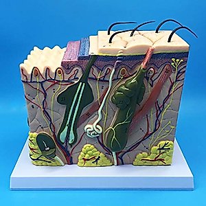 Learning Resources 70X Enlarged Human Skin Anatomical Model, Anatomically Accurate Skin Anatomy Model for Science Classroom Study Display Teaching Model