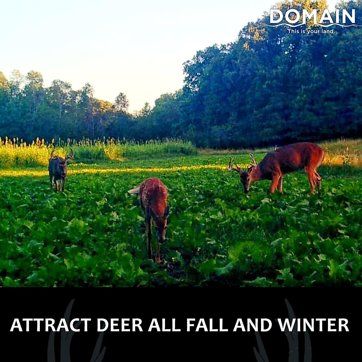 Domain Outdoor Big Sexy Food Plot Seed for Deer, 1/2 Acre, Turnip, Radish, Kale and Forage Rape, High Level of Nutrients & Protein to Support Antler Growth and Health, Fast Germination, Easy to Plant