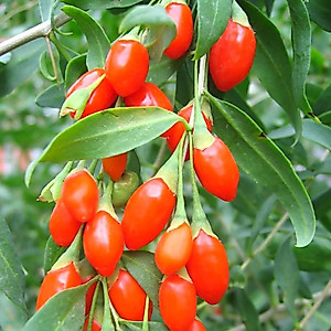 Wolfberry Berry Goji Berry Seedling Live Plant Tree (Lycium barbarum) - Lycium 5-8inch Height Great for Home and Garden Yards Planting