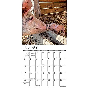 12 Little Piggies 2021 Wall Calendar
