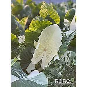 Nature's Way Farms Alocasia 'Dawn' Variegated (25-30" Tall) - Rare Live Indoor Plant, Unique Foliage