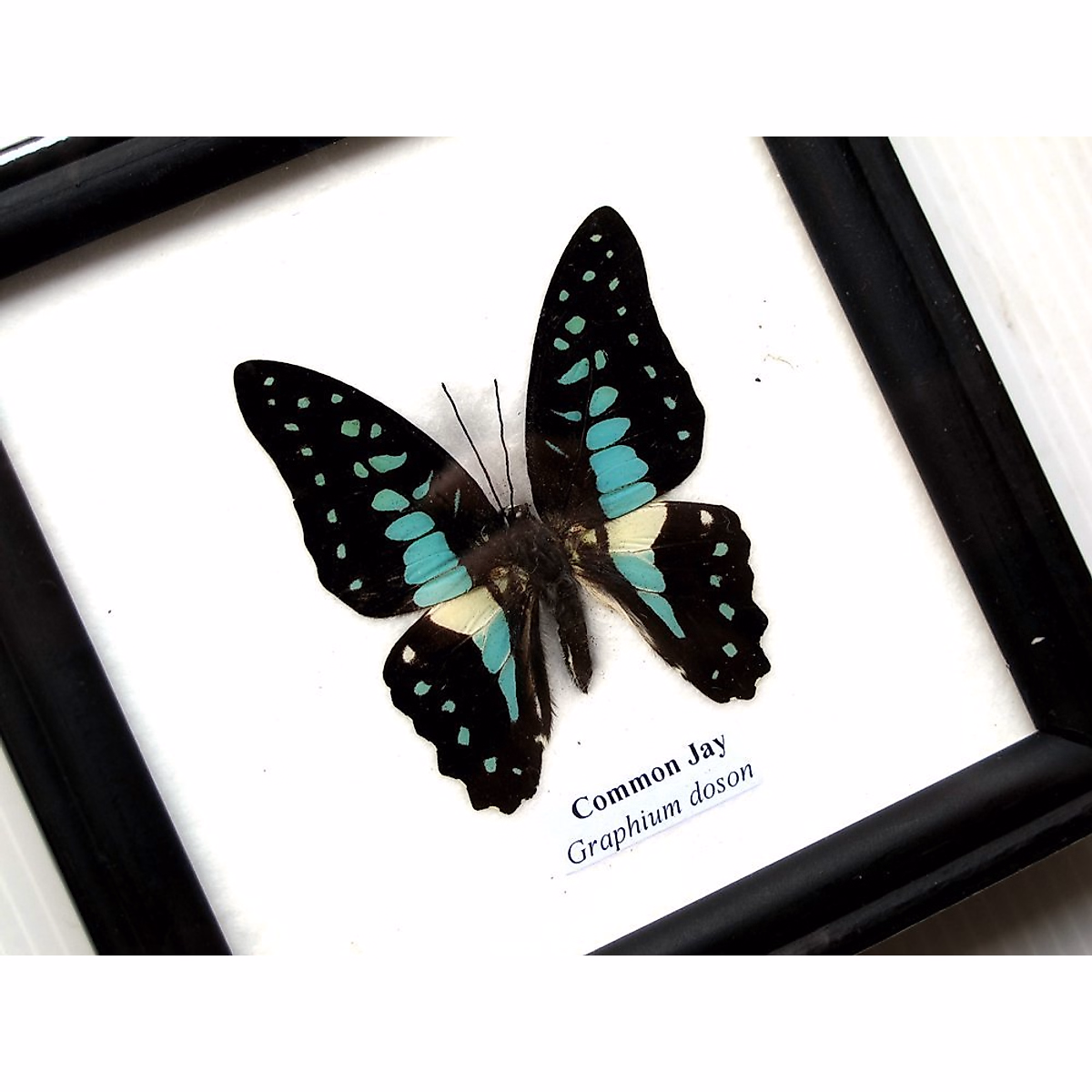 Insectfarm Framed Real Beautiful Common Jay Butterfly Specimen Collection Display Insect Taxidermy
