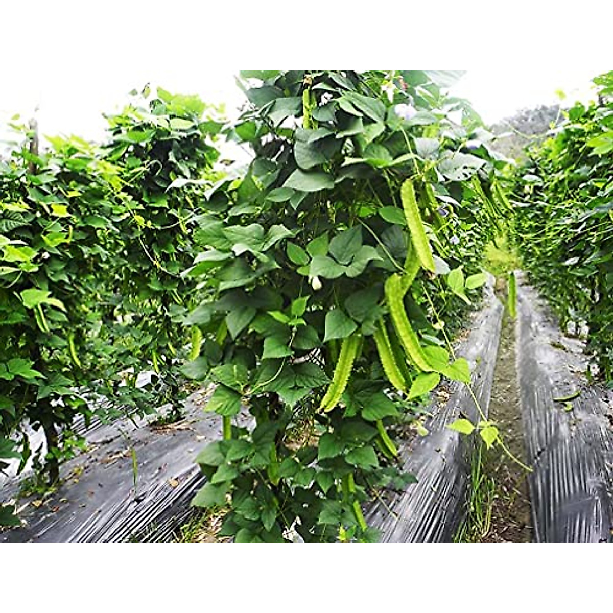 Winged Bean Seeds - Almost All Parts of The Plant are Edible. Once Considered The Food That Could Feed The Planet