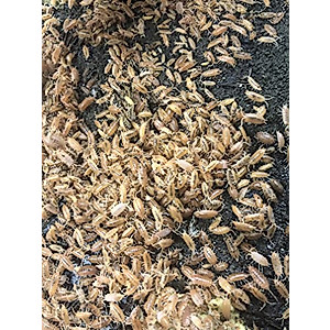 Bugzy Bugs Powder Orange Live Isopods Porcellio Pruinosus Cleanup Crew Roly Poly for Insect Terrarium Reptile Pet Food