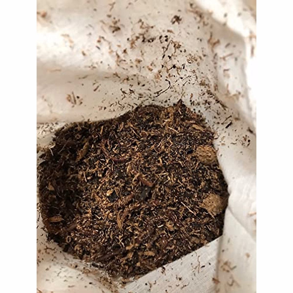 Red Wiggler Composting Worms - Reduce Waste and Improve Your Soil (0.25 lbs / ~250 worms)