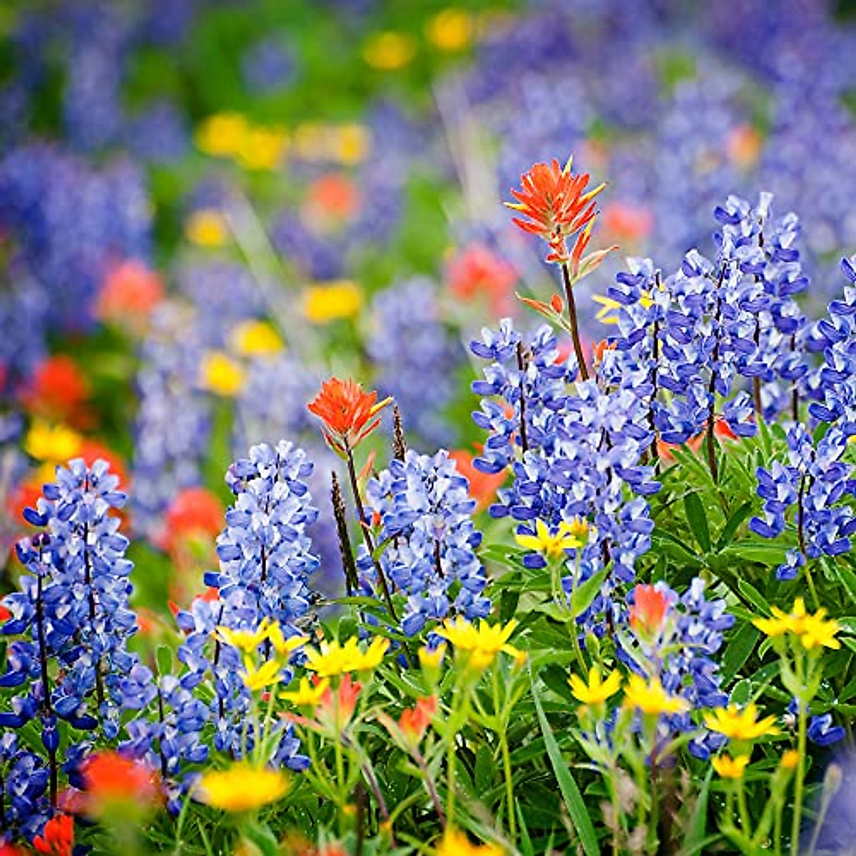 Bee and Butterfly Wildflower Seeds - Bulk Flower Seed Mix with Over 30,000 Premium Seeds- Stunning Blooms - Attracts Pollinators, Bees, Butterflies - Perennial, Annual