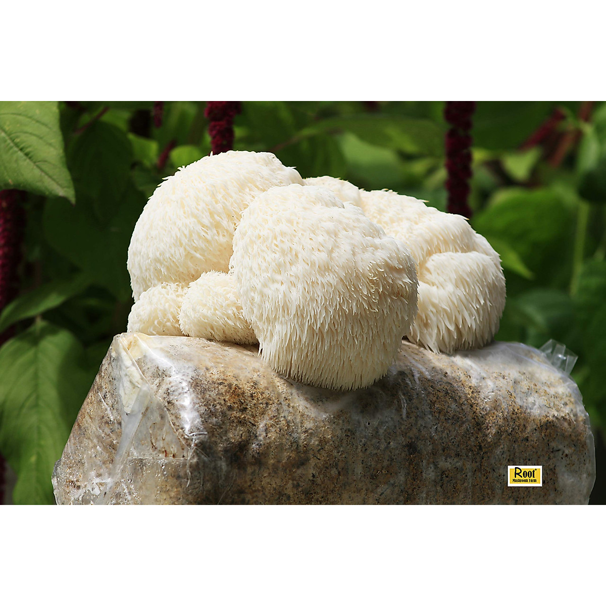 Root Mushroom Farm-Lion's Mane Grow kit, 3.2 pounds Log