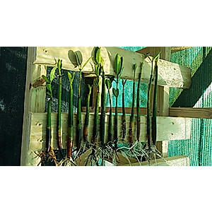 5 LIVE Mangroves - Red Mangrove Seedlings - Filtration, Aquarium, Reef, Tank, Saltwater, Aquatic, Plants