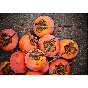 American Persimmon Seeds for Planting Outdoors | Non GMO Heirloom Fruit Seeds (30 Seeds)