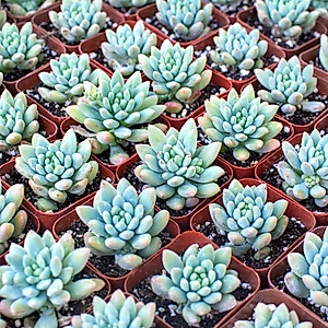 Organic Potting Soil, Cactus and Succulent Soil Mix, Professional Grower Mix Soil, Fast Draining Pre-Mixed Coarse Blend (2 Quarts)