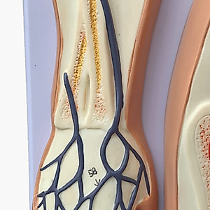 Model Teaching Model Human Circulatory System Model Whole Body Internal Organs Anatomy Model Cardiovascular Demonstration Model for Teaching