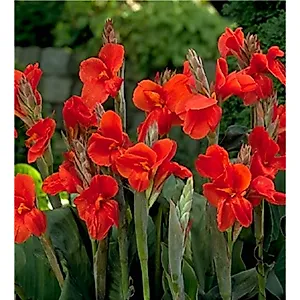 6 Canna Rhizomes / Bulbs / Roots - The President - Order for Spring Planting!