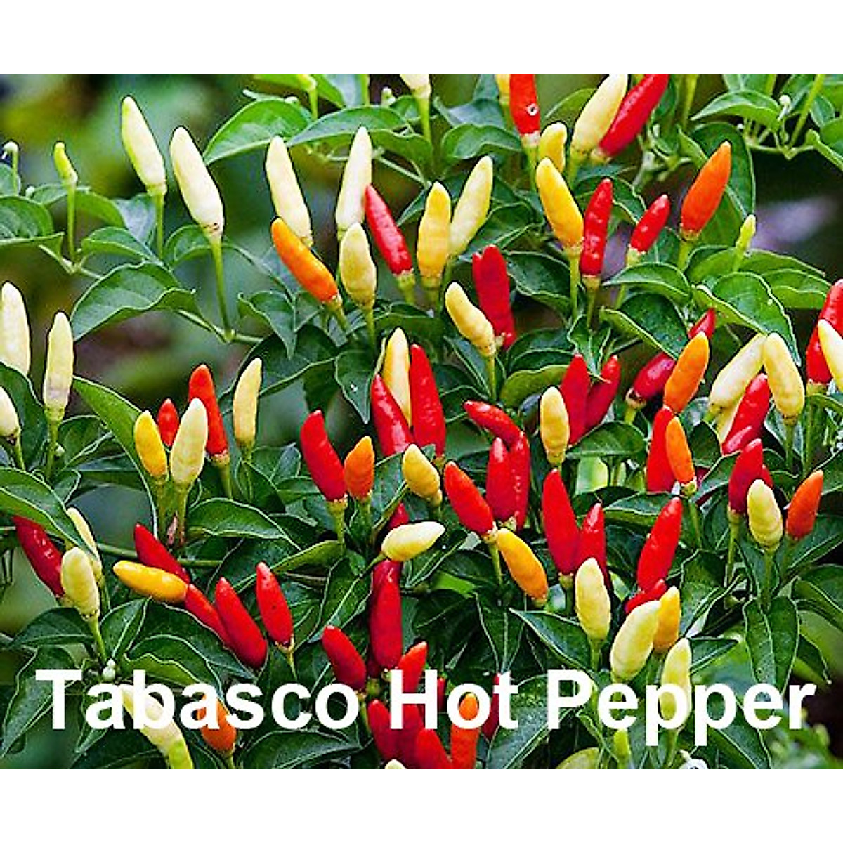 PLEASE READ! THIS IS A MIX!!! 30+ Hot Pepper Mix Seeds, 16 Varieties Heirloom NON-GMO Habanero, Tabasco, Jalapeno, Yellow and Red Scotch Bonnet, Ships from USA! US Grown.