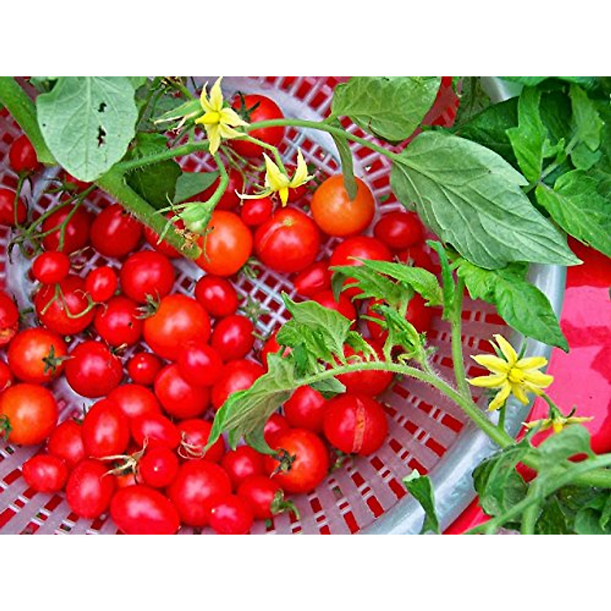 30 Seeds Of Everglades Tomato (Non-GMO)