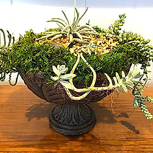 prefleur Preserved Sheet Moss Natural Green Decorative Real Natural Green DIY Kit Gardenning Art Wall Decor Florist Decor Easter Table Decor Wedding(2 sq.ft.) (Green-B)