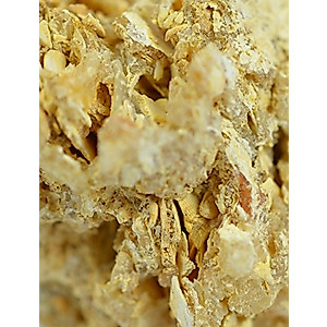 Coquina Specimen (Sedimentary Rock), Approx. 1" (3cm)