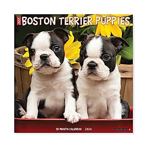 Willow Creek Press Boston Terrier Puppies Monthly 2024 Wall Calendar (12" x 12")