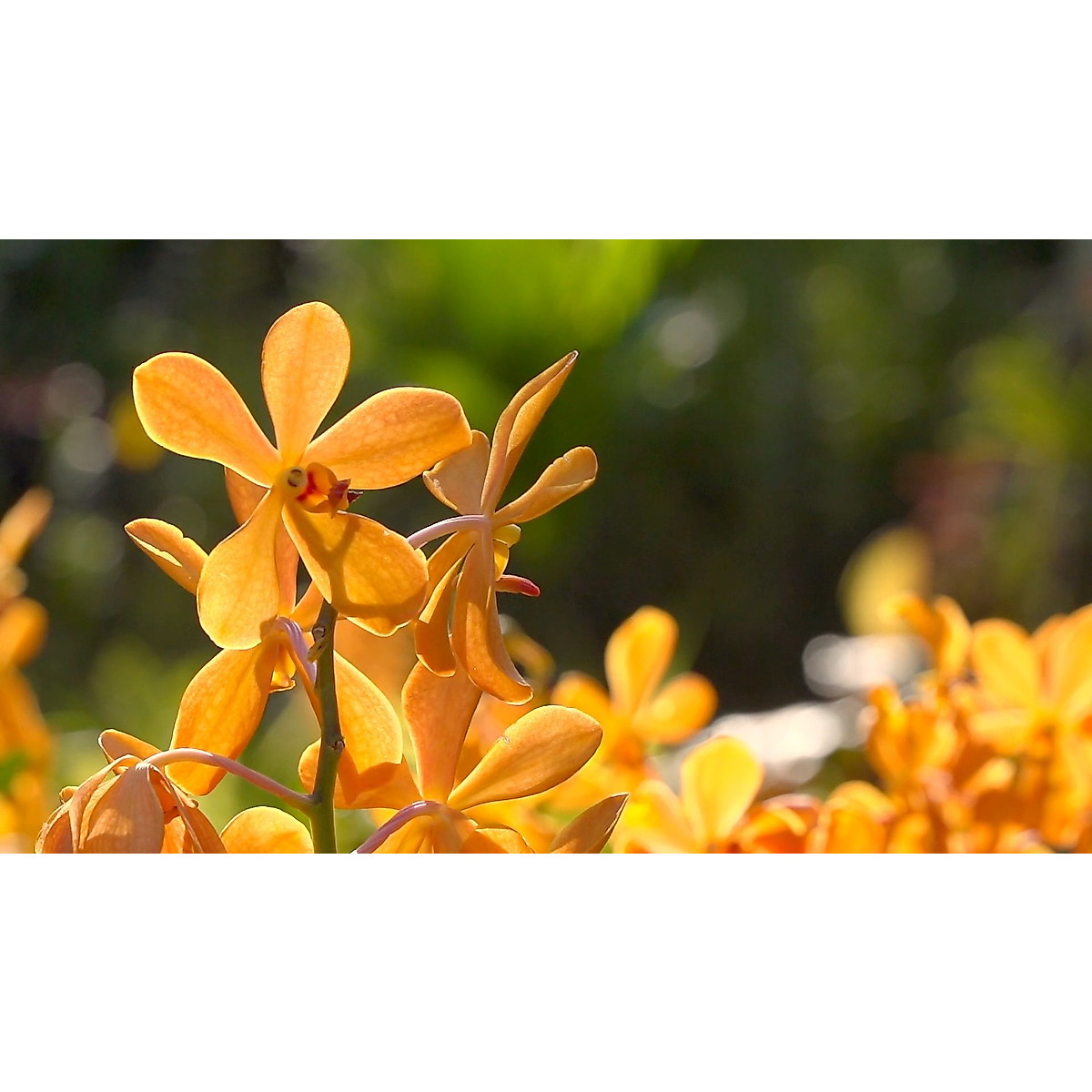 Nature DVD -Tropical Gardens and Orchids and Butterflies - with Music and Nature Sounds 2016