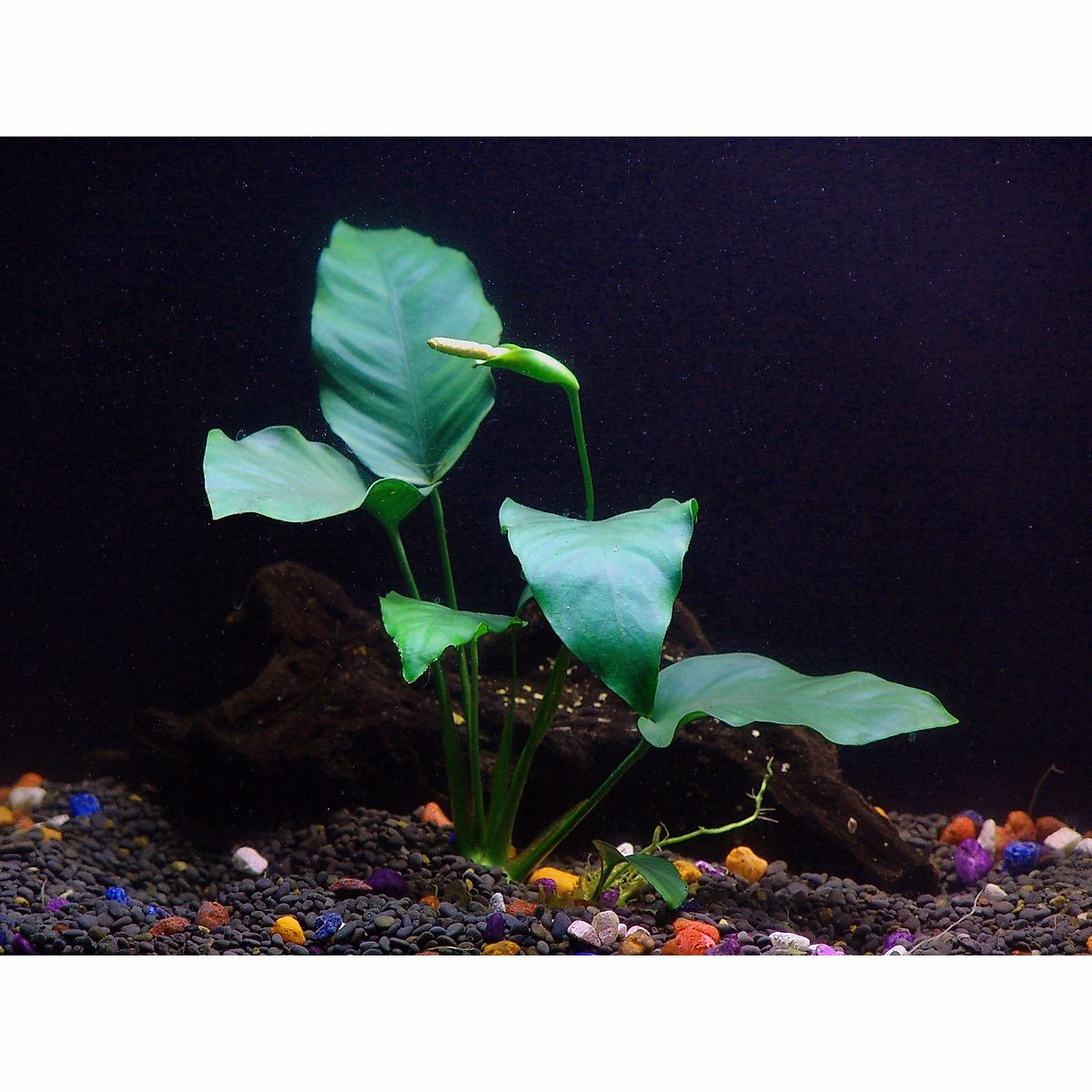 Anubias Barteri and Java Fern Bundle - Beginner Tropical Live Aquarium Plants