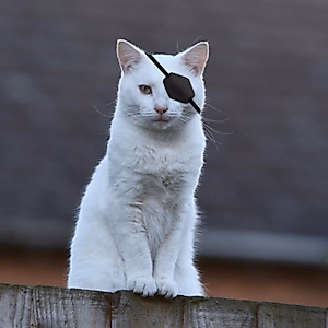 YeeBeny Cat Eye Patch, Eye Patch for Cats After Surgery Wounds, Adjustable Cats Eye Cover for Cat Eye Shield for Small Cats Pack of 2