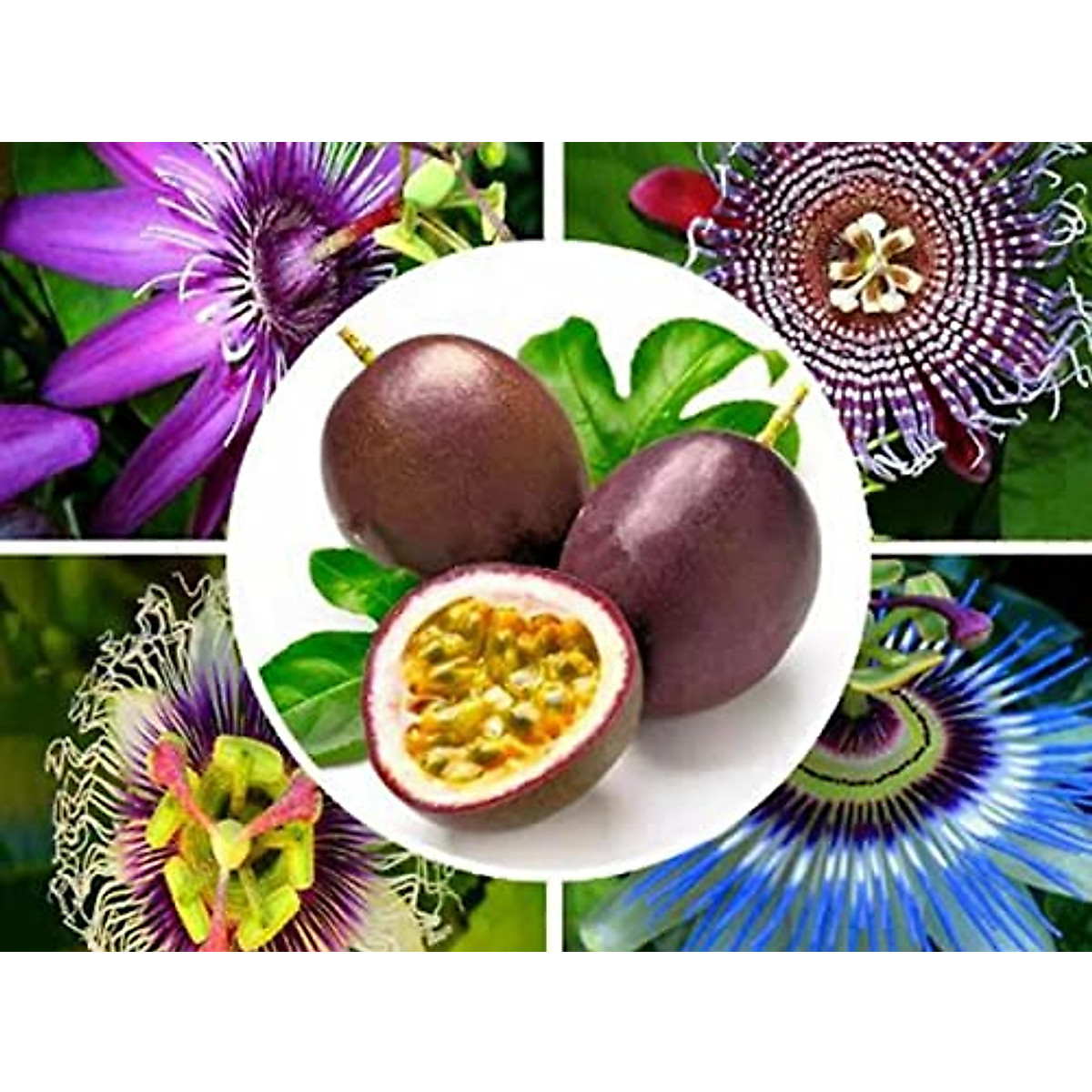 100+ Passion Fruit Seeds