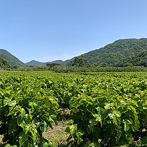 Shimane Organic Farm Japanese Mulberry Matcha - Caffeine-free, 3.52 oz