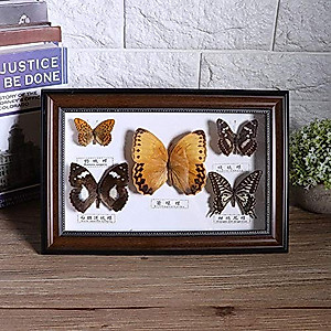 eboxer-1 Butterflies Specimen, Exquisite Butterflies Insect Specimen Crafts for Home Office Decorate Ornament Butterfly Wall Art, As a Gift for Friends and Family, 7.7 x 11.6 x 1.6 in (Black Frame)