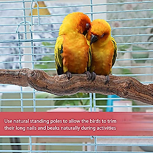 COUNER Bird Parrot Perch Stand Natural Wild Grape Stick Bird Play Stand Bird Toys Grinding Paw Cage Accessories for Cockatiels Budgie Parakeets Conures Love Birds Finches