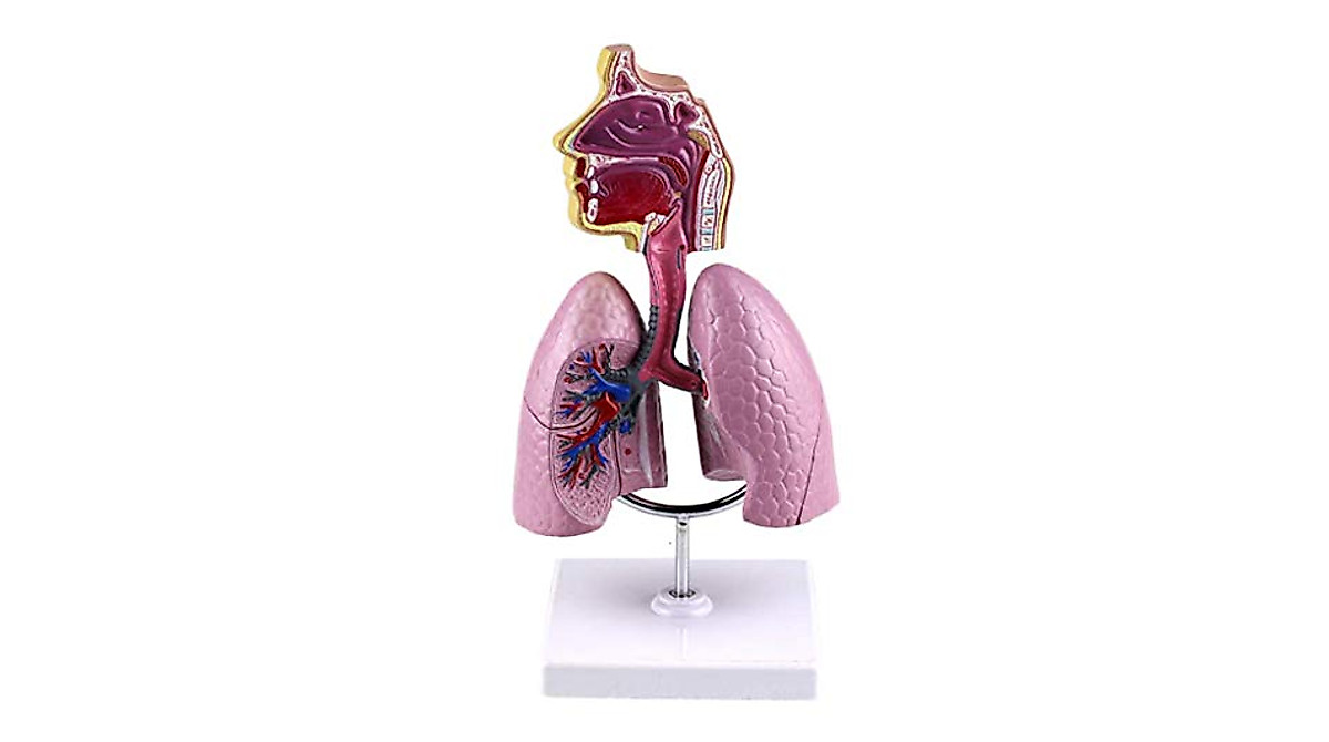 Human Respiratory System Model for Effective Learning