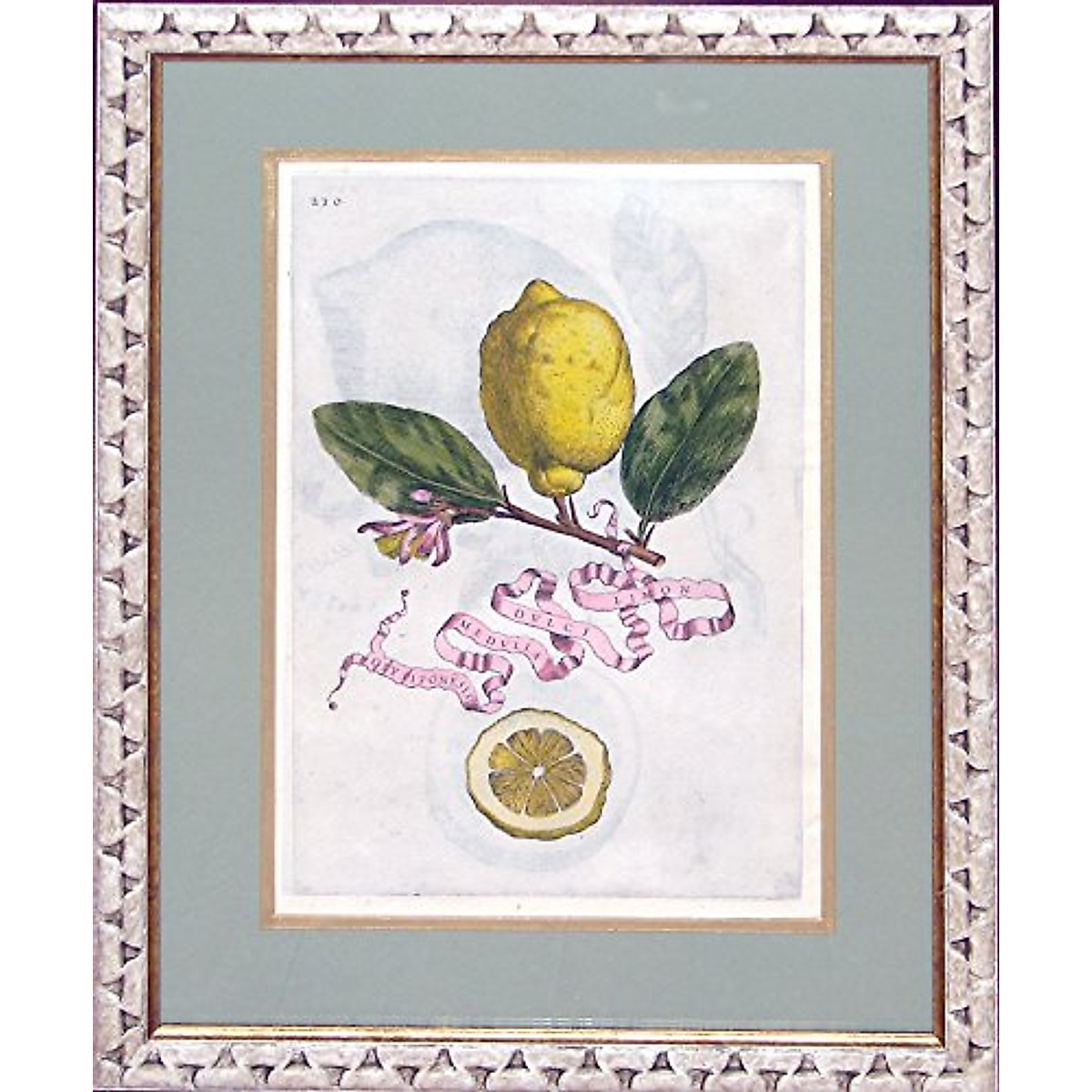 Plate 230: Limon Dvlci Medvlla Oeysigonesis